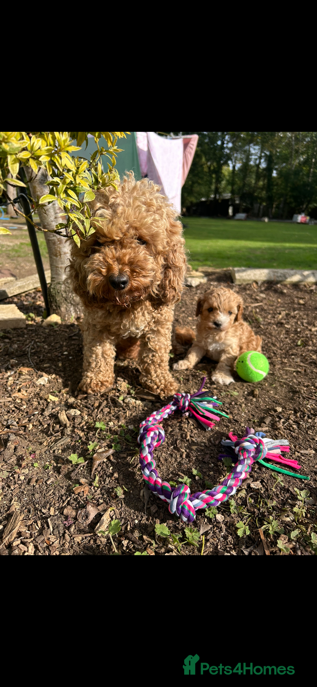 Cavapoo puppies for sale in Gravesend | Pets4Homes