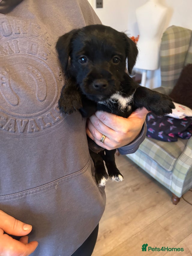 Patterdale Terrier Pups for sale in Lockerbie | Pets4Homes