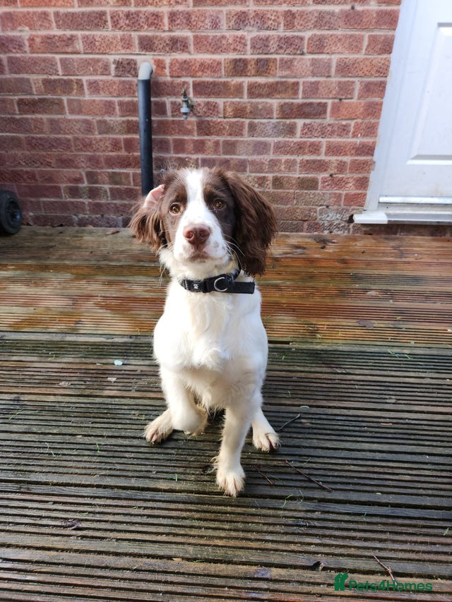 English springer spaniel for sale in Nottingham | Pets4Homes