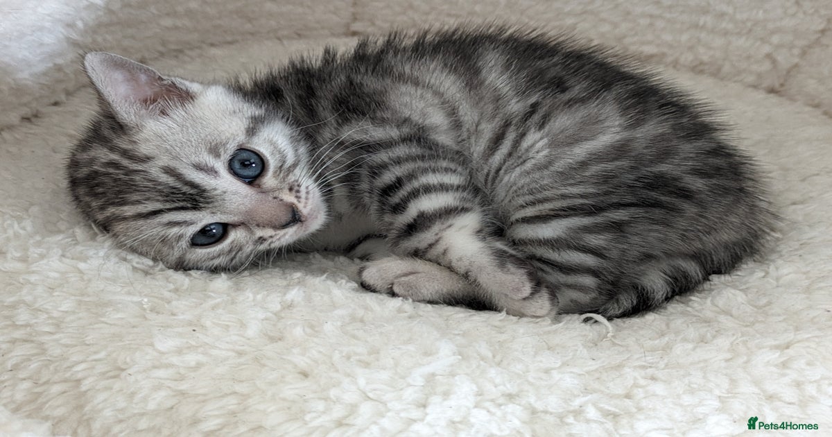 Adorable White Bengal Kitten for sale for sale in Plymouth | Pets4Homes