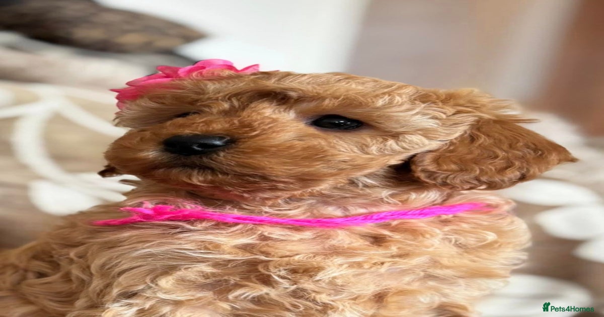 Penny F1b Golden Cavapoo Girl for sale in Doncaster | Pets4Homes