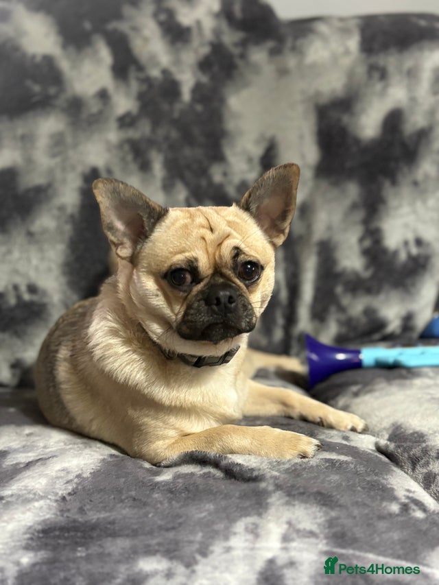 18 month old chug for sale in Shrewsbury | Pets4Homes