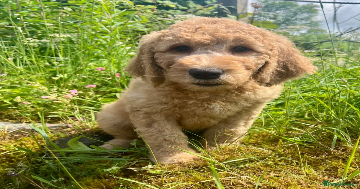 Stunning F1 labradoodle for sale in Hawick | Pets4Homes