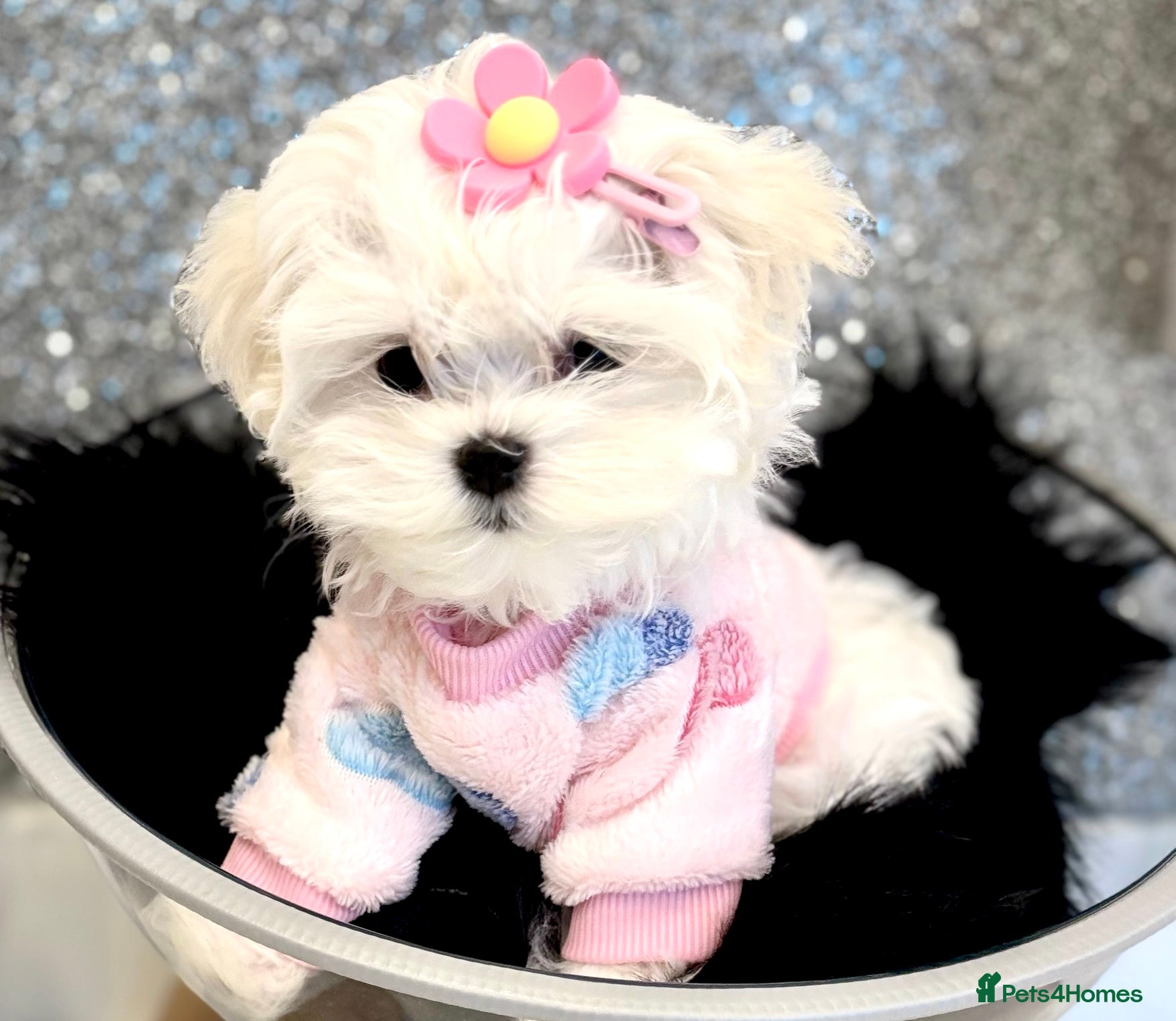 Two Happy White Maltese fabulous Dogs