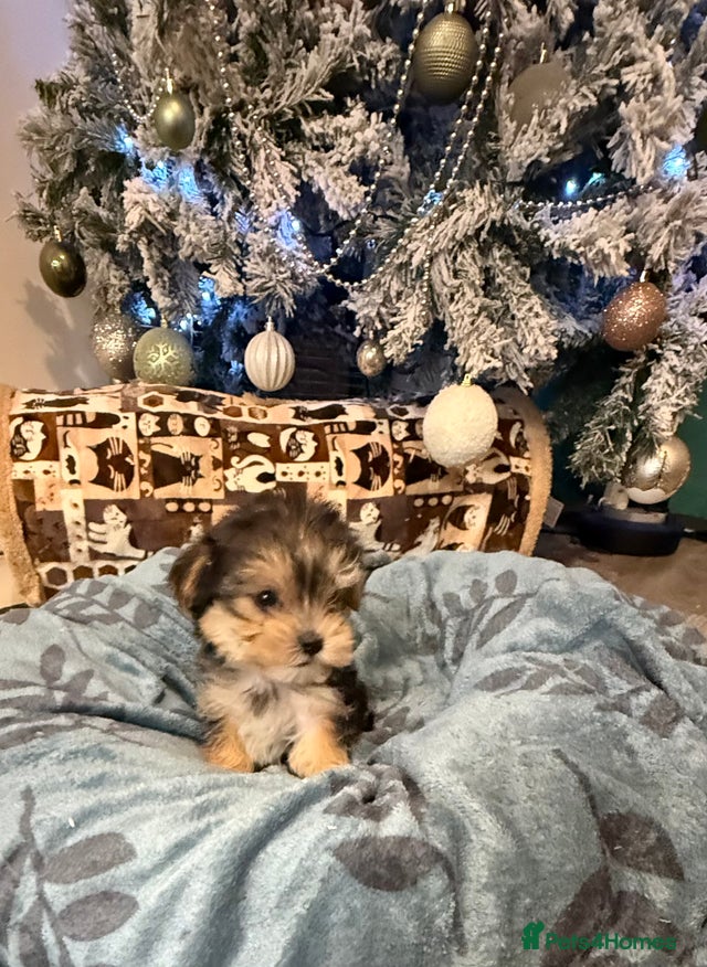 Mini Yorkshire Terrier for sale in Crewe | Pets4Homes