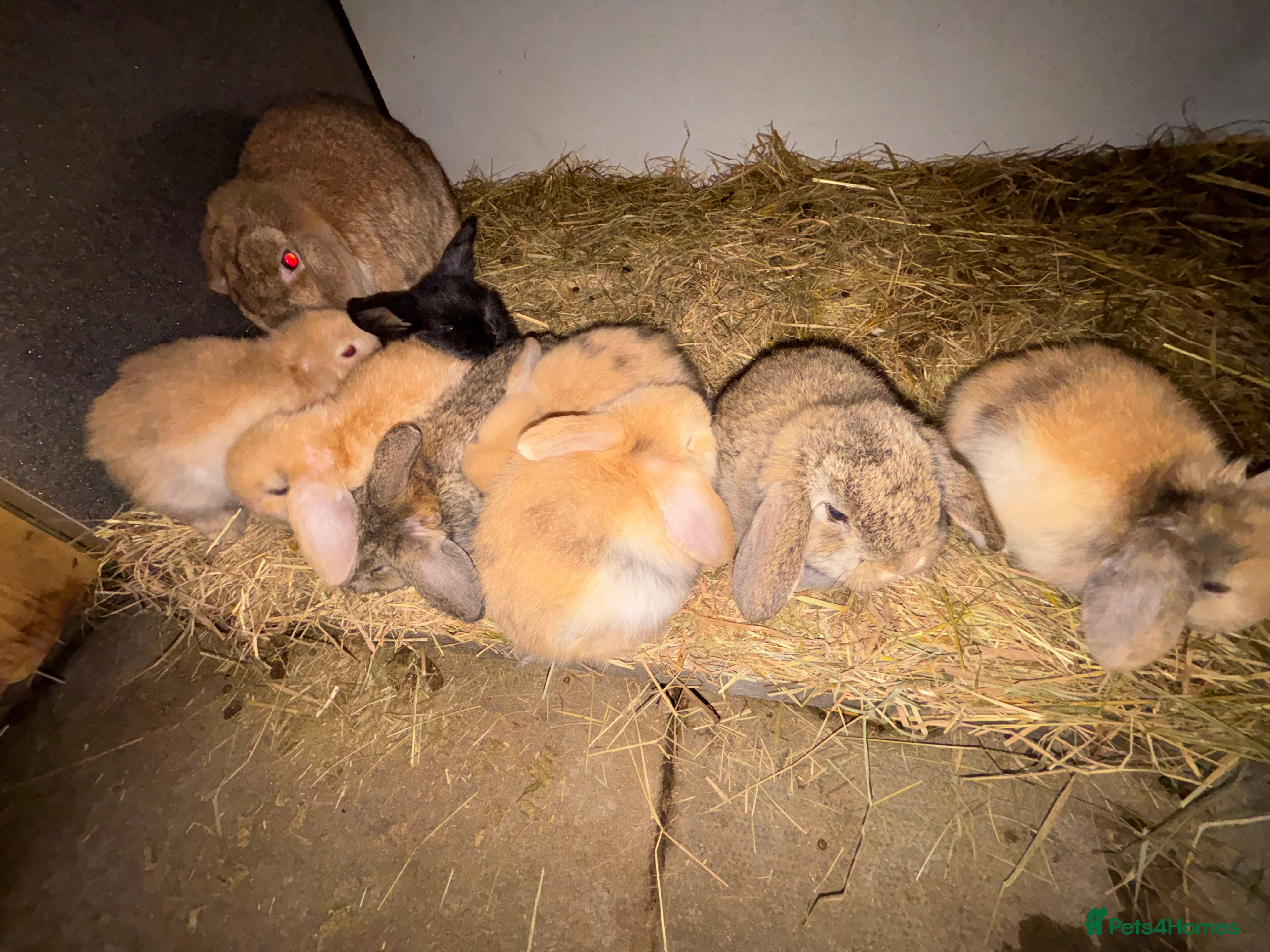 8 WEEK OLD MINI LOPS for sale in | Pets4Homes
