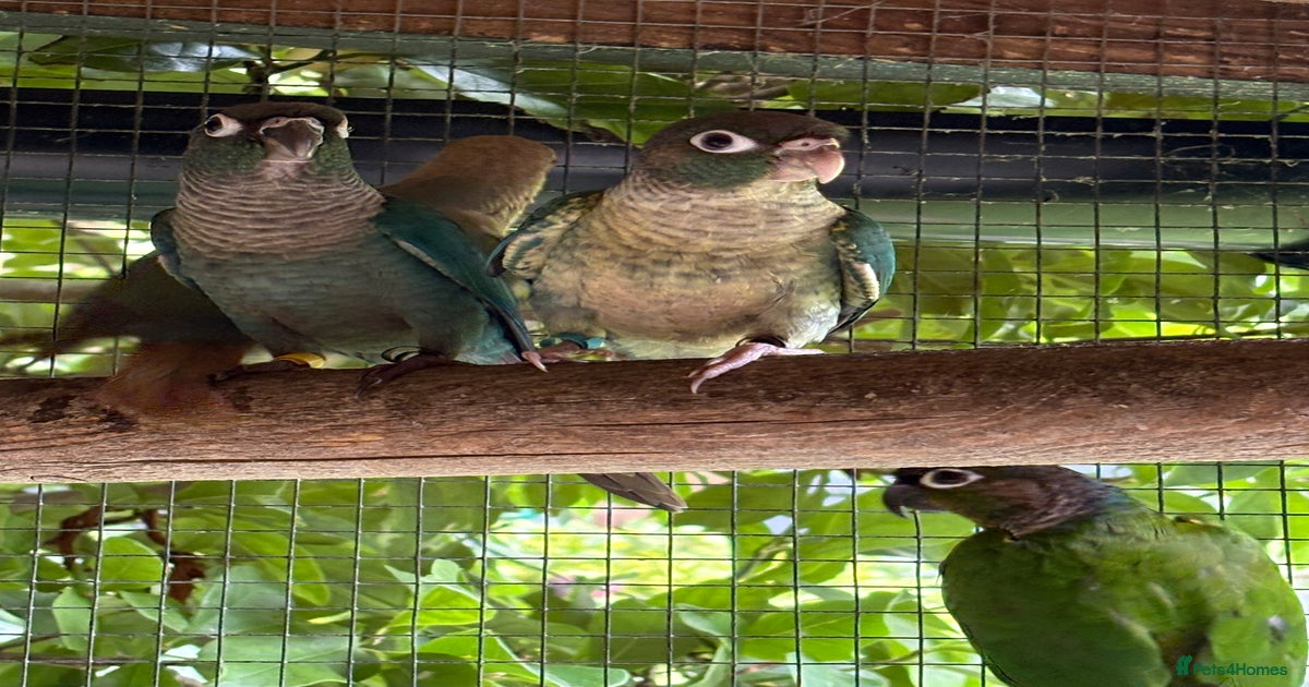 Aviary bred baby conures, dna sexed for sale in Buntingford | Pets4Homes