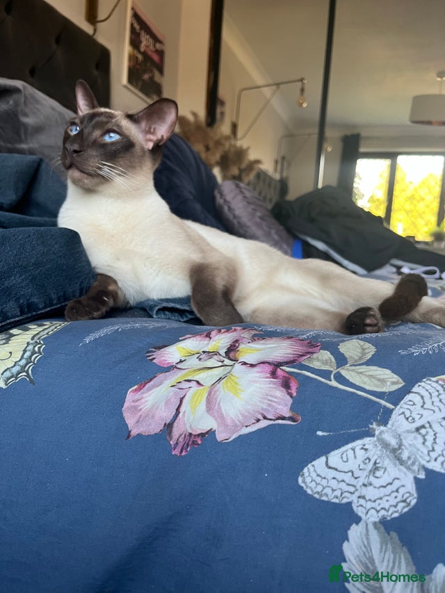 Siamese for sale in Windlesham | Pets4Homes