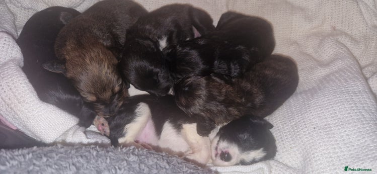 Sprollie Dogs Breed - Information, Temperament, Size & Price | Pets4Homes