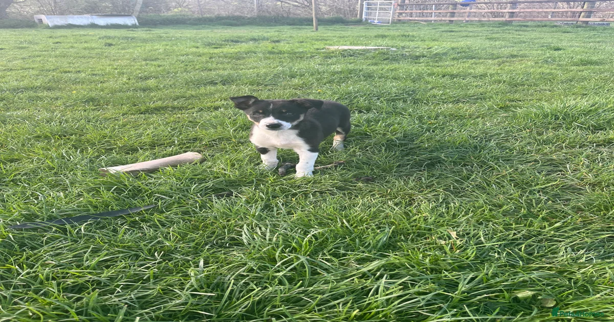 Border Collie Puppies for sale | Pets4Homes