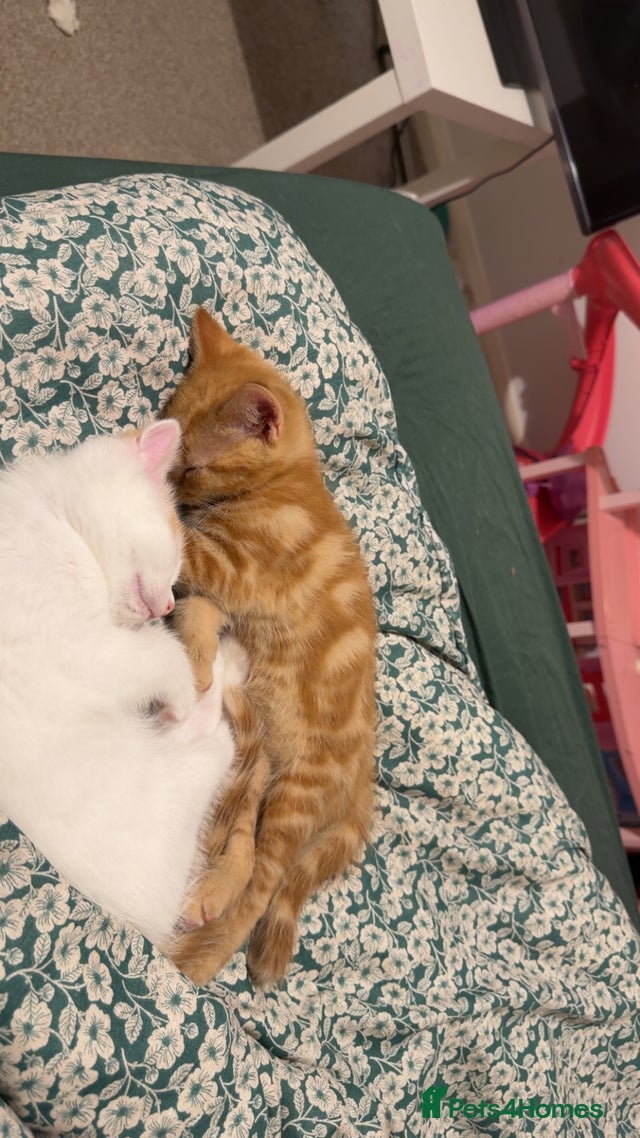 Male ginger kitten for sale in Manchester | Pets4Homes