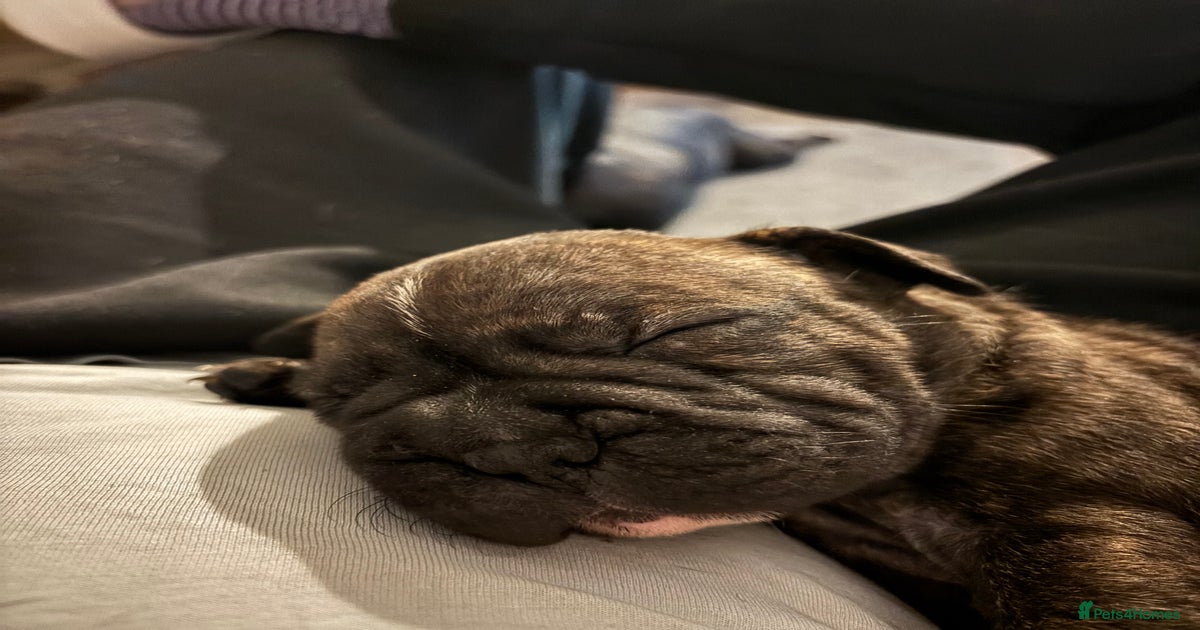 Frenchie pei puppies for sale in Manningtree | Pets4Homes