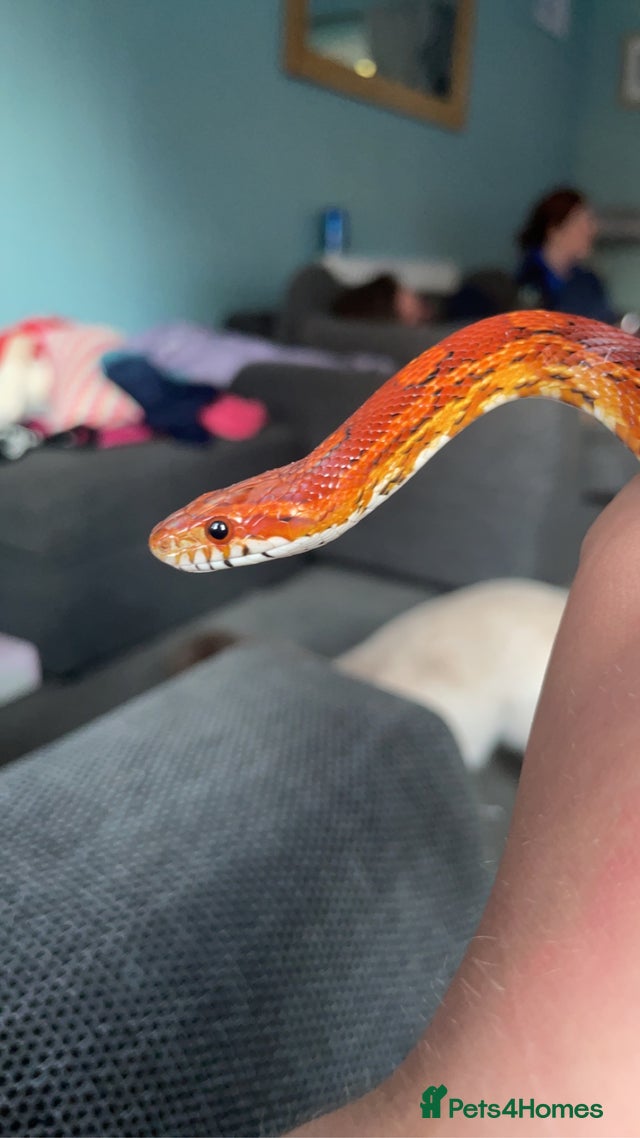 Corn Snake for sale in Driffield | Pets4Homes