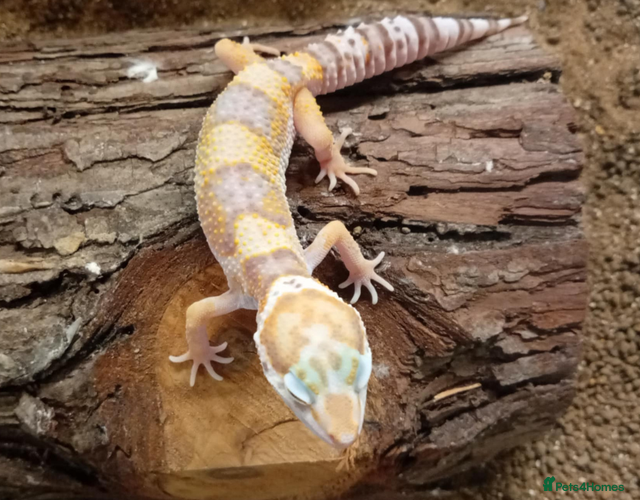 Leopard Gecko Juveniles Available CBUK for sale in Frinton-on-Sea ...