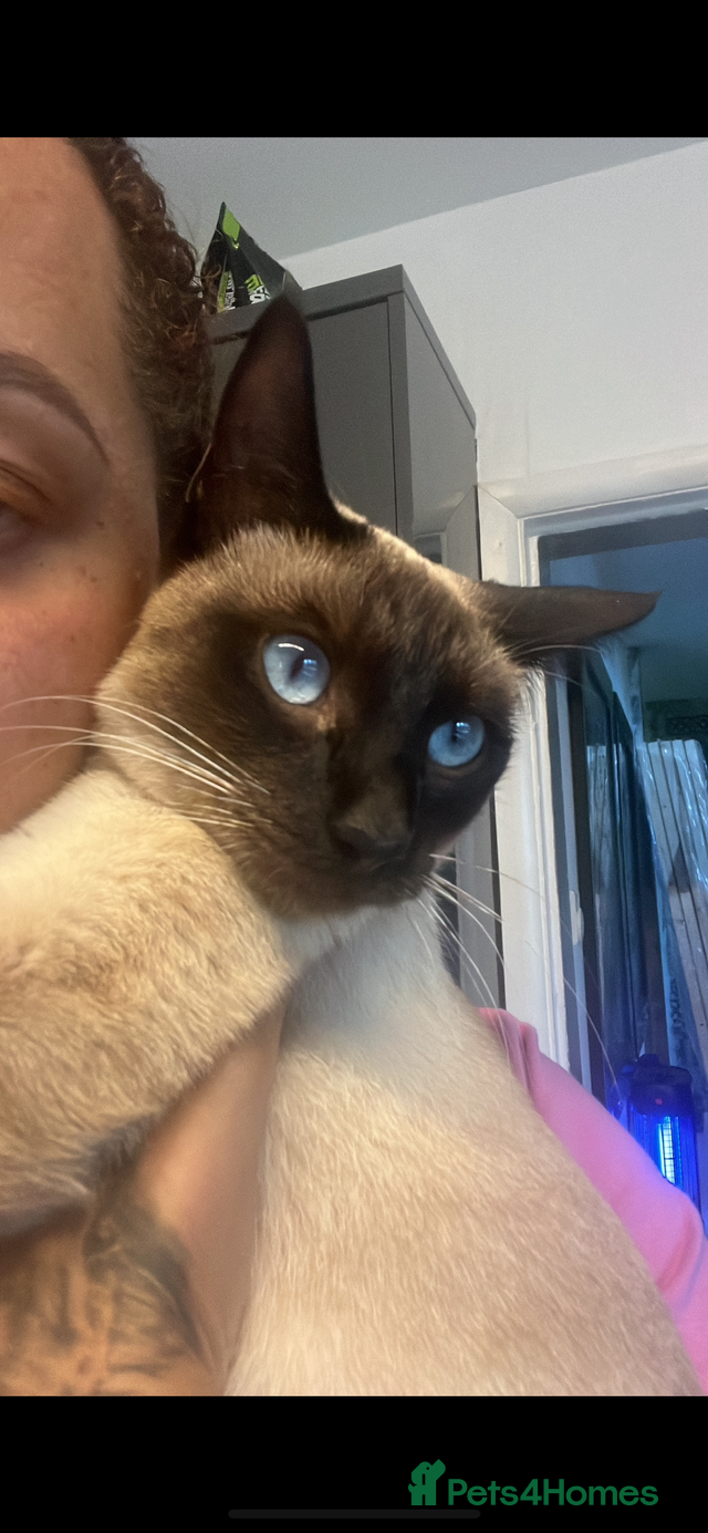 Siamese cross breeds for sale in Leeds | Pets4Homes
