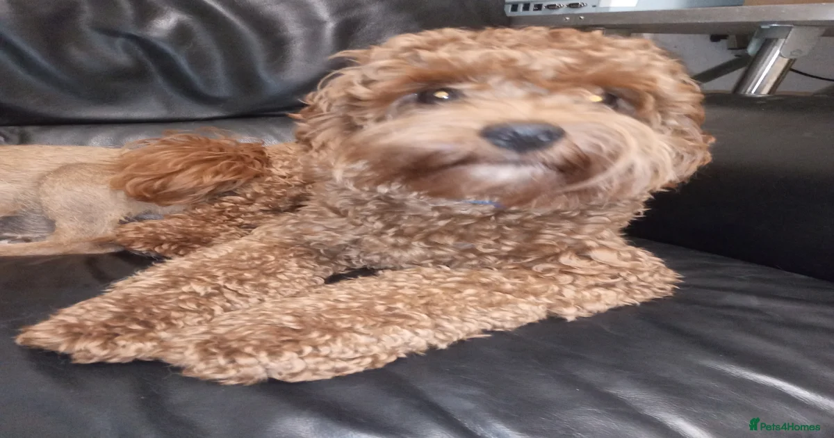 Cavapoo Dogs for stud in Stoke-on-Trent, Stoke-on-Trent | Pets4Homes