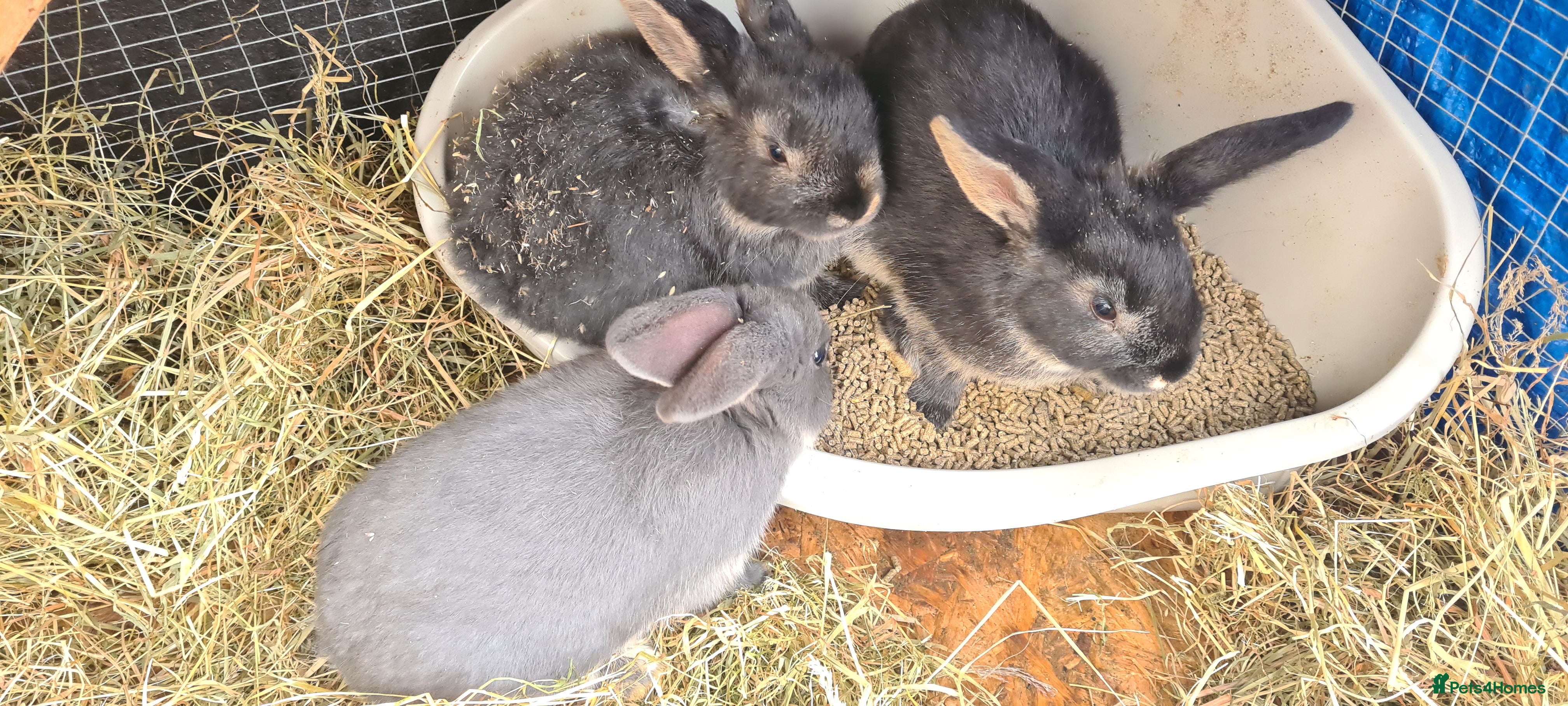 5 beautiful mini lop x harlequin rabbits for sale in Southend-on-Sea ...