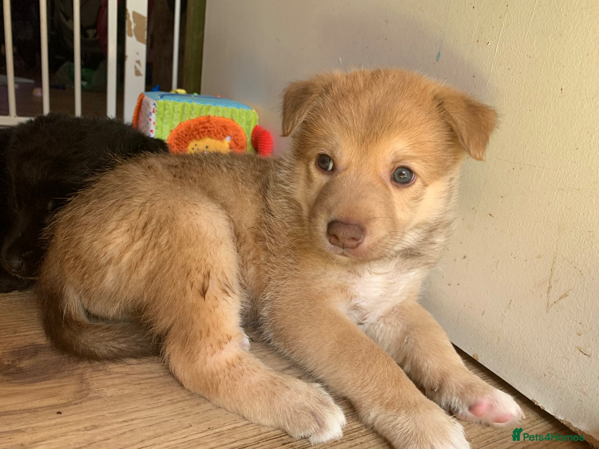 Collie mix male pup for sale in Gloucester | Pets4Homes