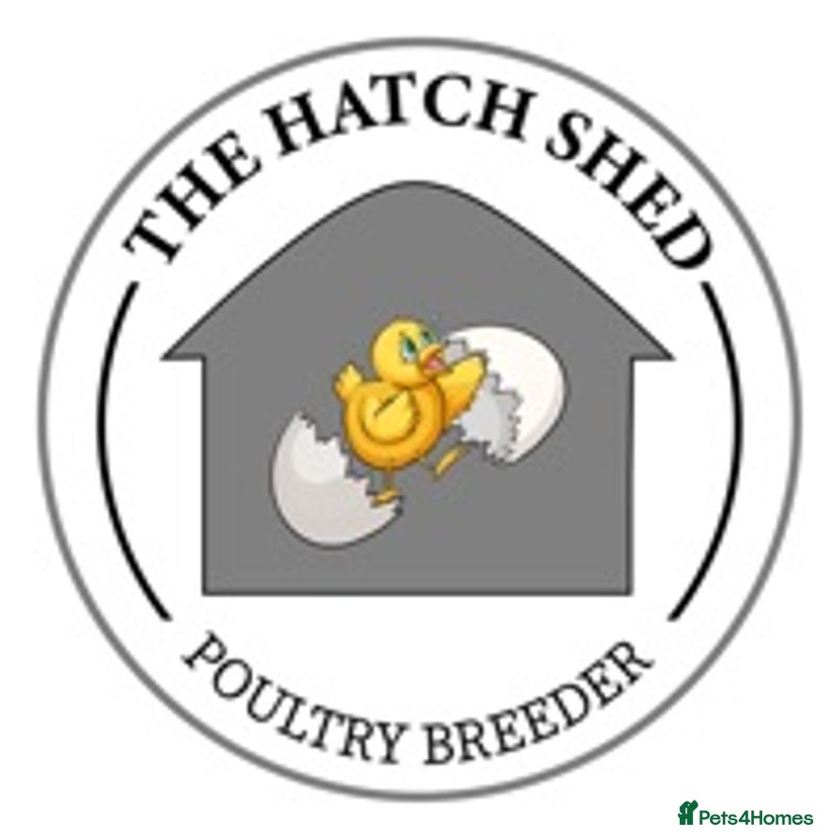 Ducks poultry for sale | Pets4Homes