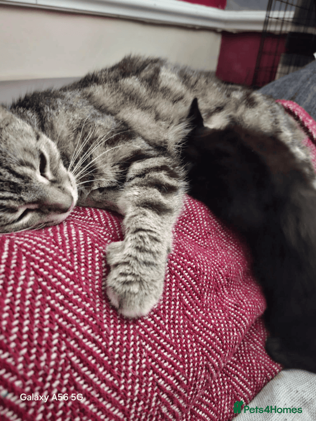 Male black kitten for sale in Nottingham | Pets4Homes