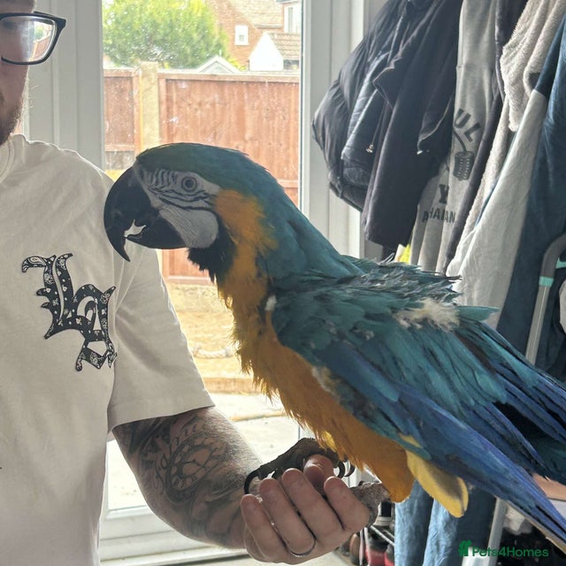 Tame blue and gold for sale in Peterborough | Pets4Homes