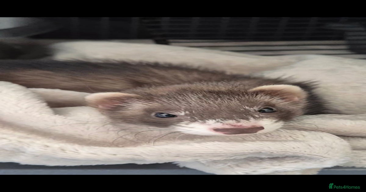 2 female kits for sale in Ellesmere Port | Pets4Homes