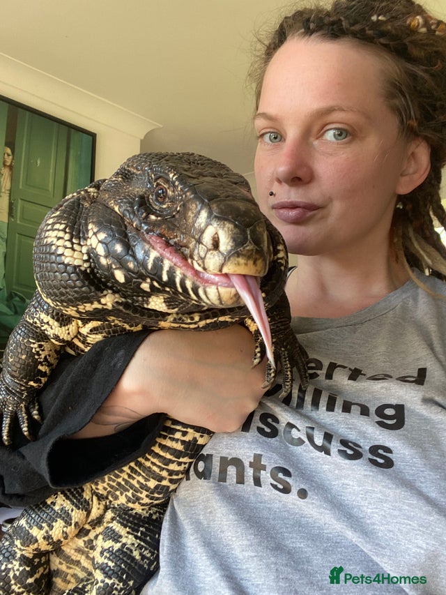 Beautiful dark male tegu for sale in Worthing | Pets4Homes