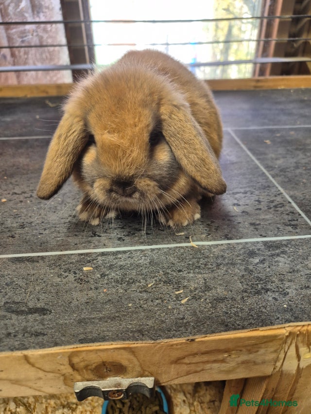 Baby mini lop rabbits for sale in Doncaster | Pets4Homes
