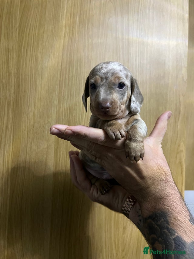 Isabelle and tan dapple boy for sale in Congleton | Pets4Homes