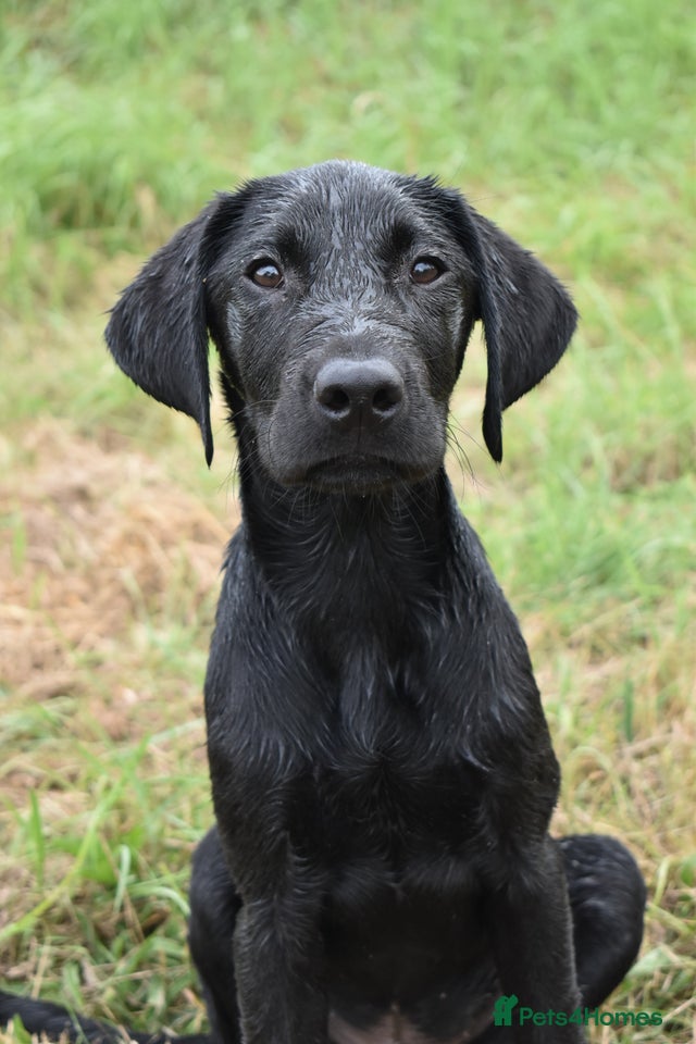 Fully health tested working black Labrador for stud in Ashford | Pets4Homes