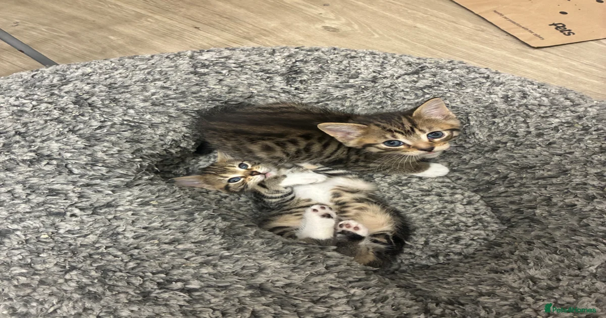 Savannah Kittens for sale | Pets4Homes