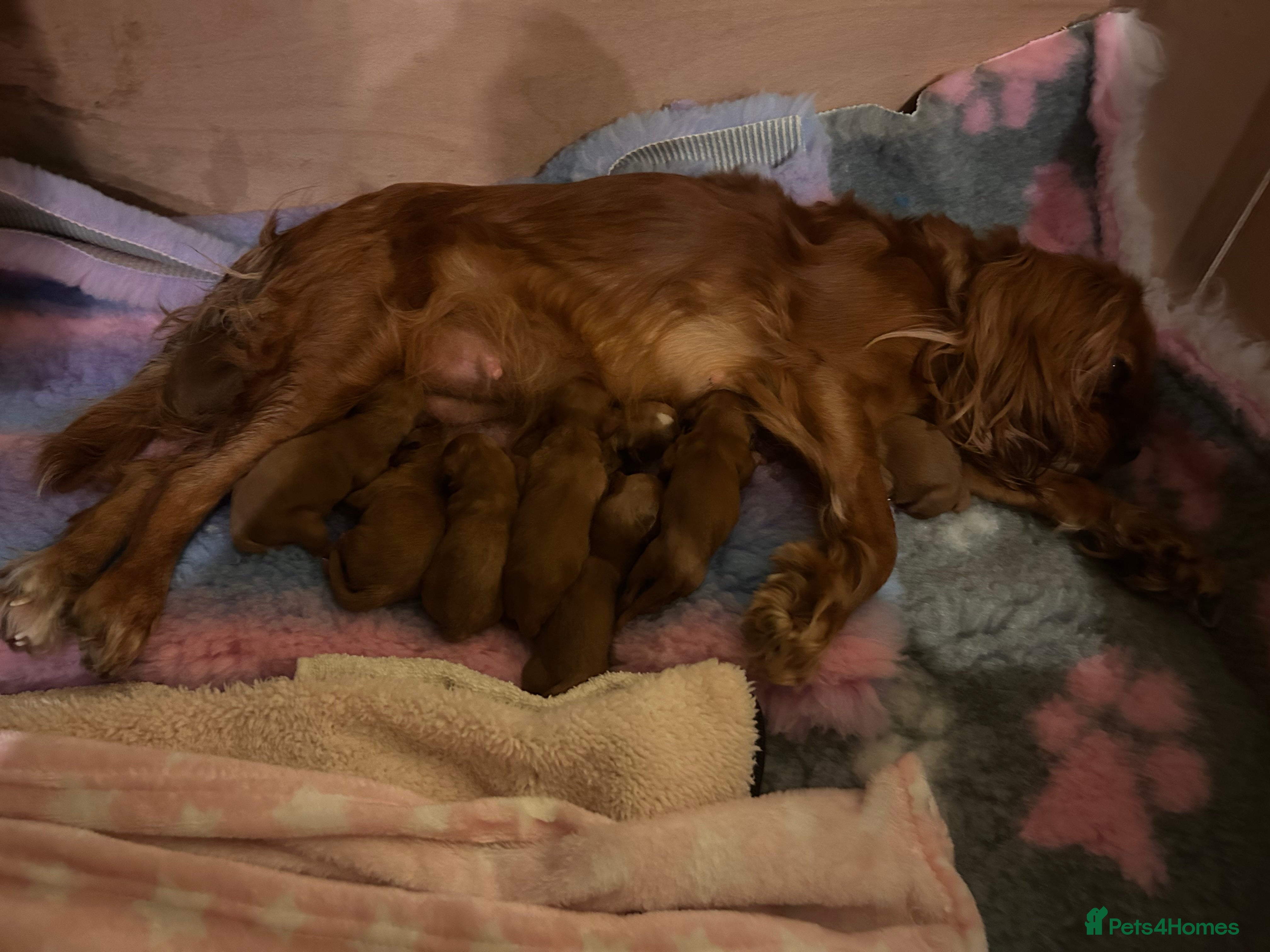 Beautiful Deep Red Cavapoo pups for sale in Peterborough | Pets4Homes