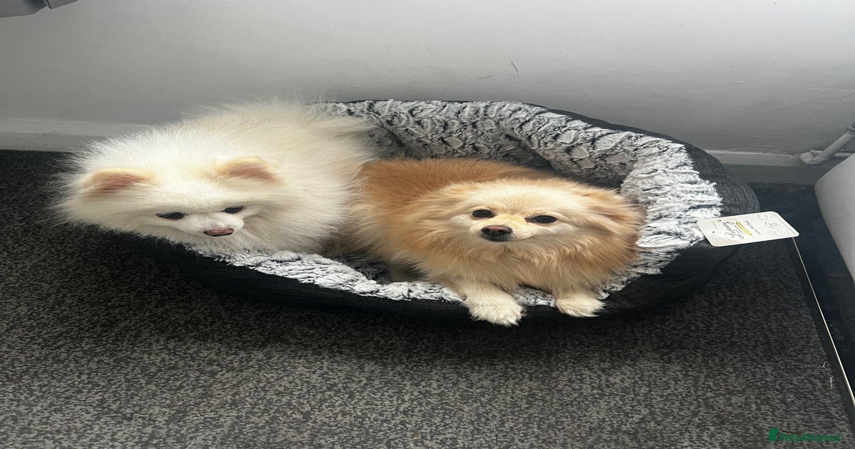 Cute Pom dogs for sales for sale in Croydon | Pets4Homes