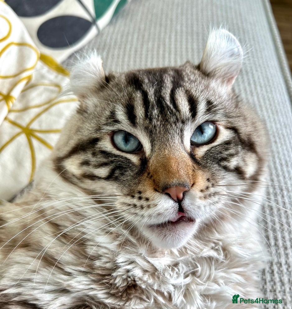Keetso Cats Breed - Information, Temperament, Size & Price | Pets4Homes