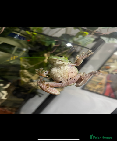 Tree frogs Reptiles for sale | Pets4Homes