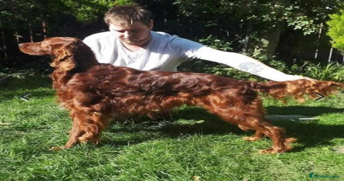 KC Crufts lines import Irish Setter for stud in Gateshead | Pets4Homes