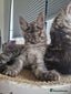 Grey Kittens for sale | Pets4Homes