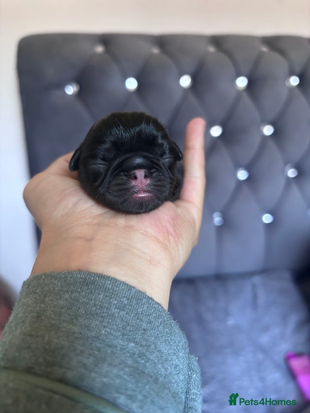 6 month old female pug for sale in Cardiff | Pets4Homes