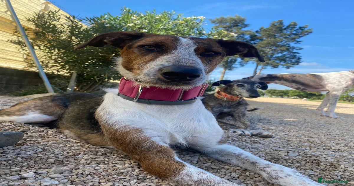 Mixed Breed Dogs for adoption | Pets4Homes