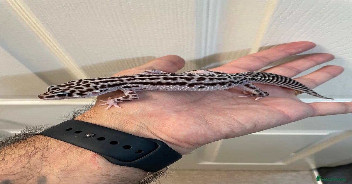 Super Mac Snow Leopard Geckos CB24 for sale for sale in Walton-on ...