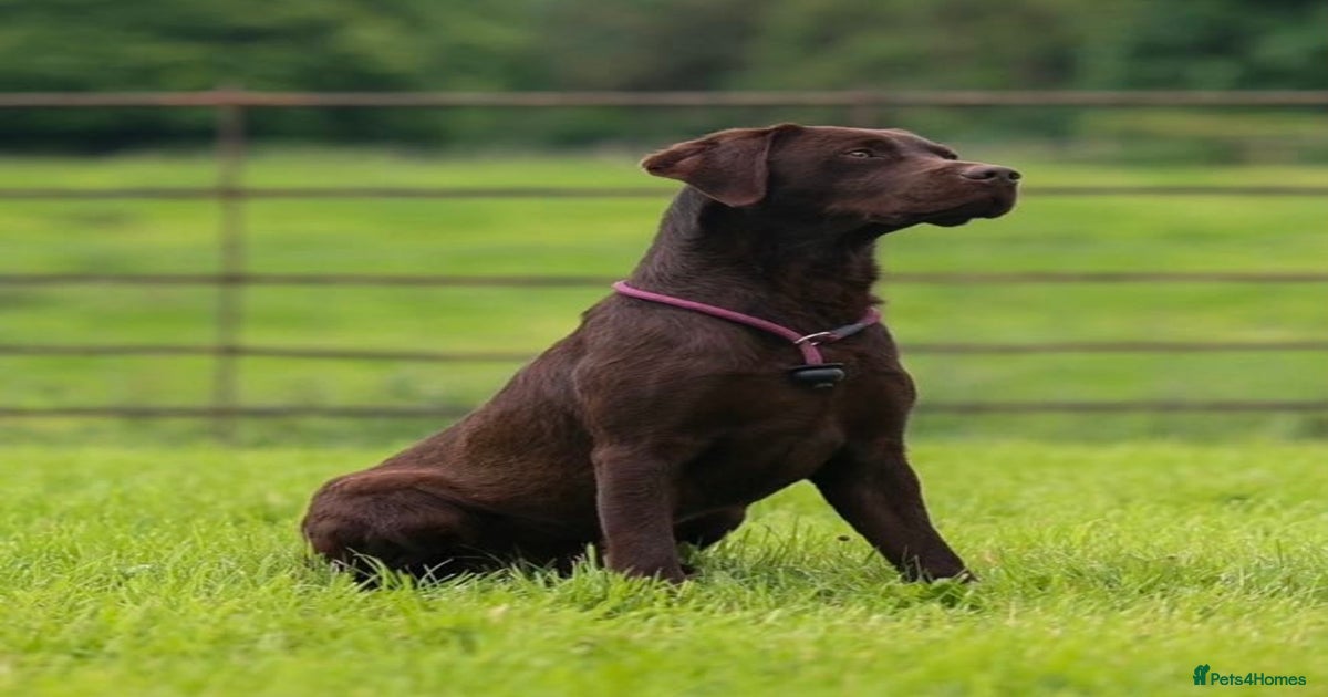 WORKING CHOCOLATE LABRADOR STUD 0/0 HIPS & ELBOWS for stud in Totnes ...