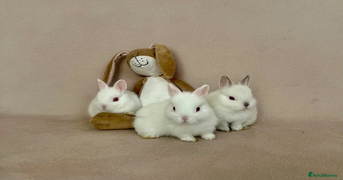 Rabbits for Sale for sale in Huddersfield, West Yorkshire | Pets4Homes