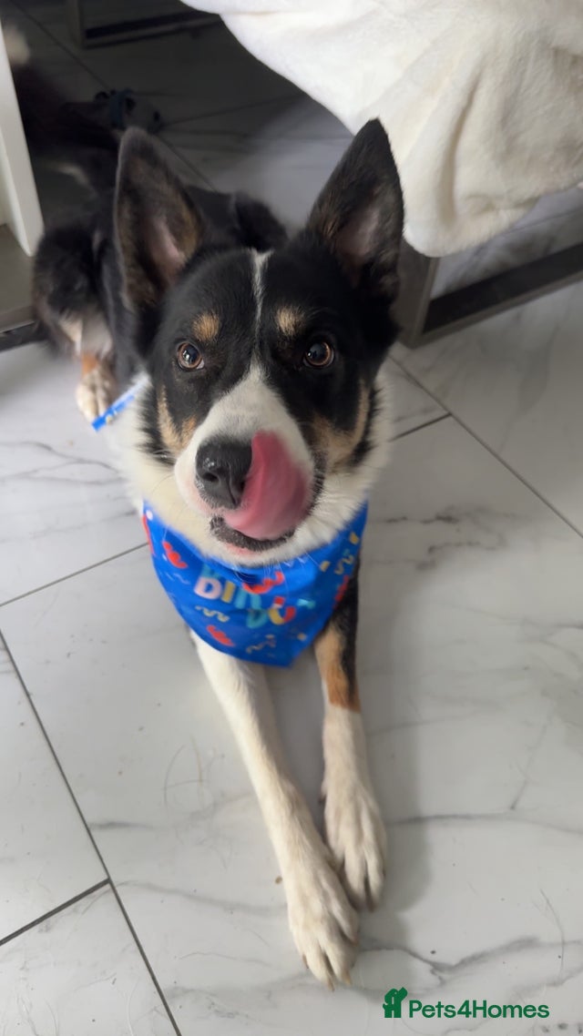 Border Collie x Sheep Dog for stud in Bolton | Pets4Homes