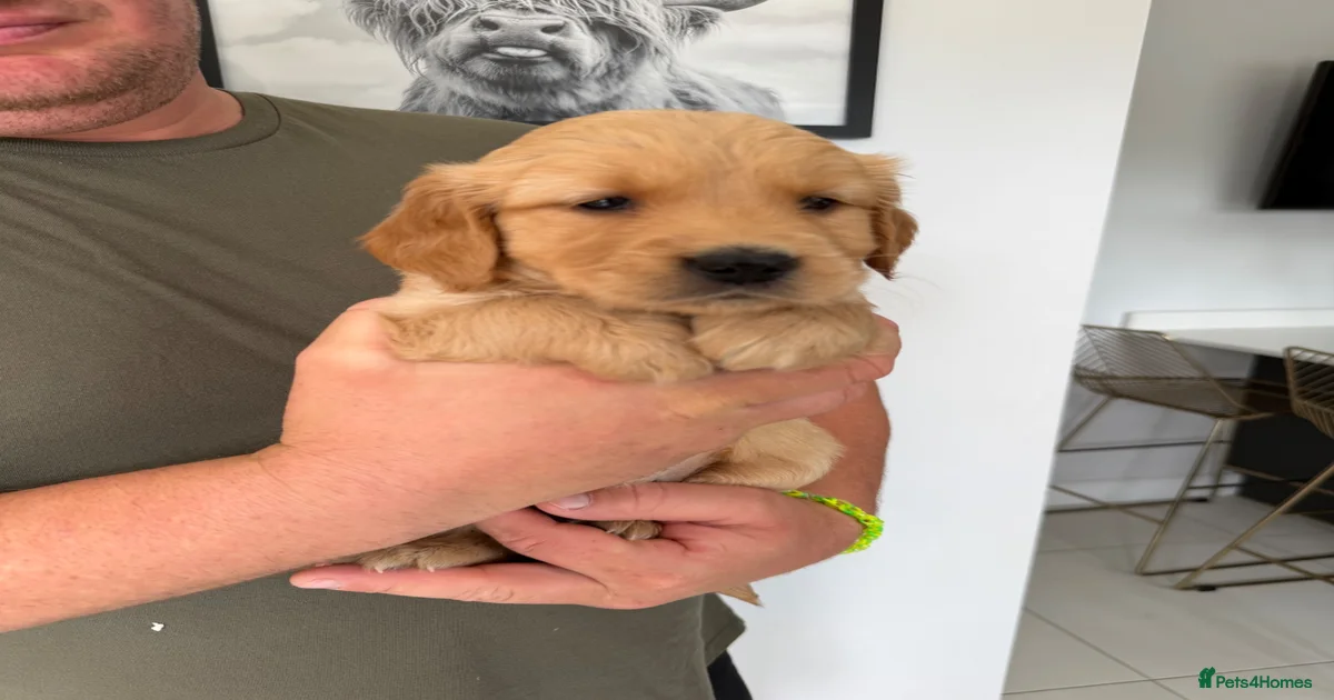 Poppy Golden Retriever Puppies for sale | Pets4Homes