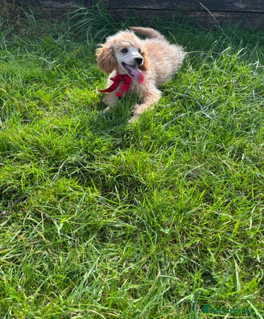 Small Puppies for sale | Pets4Homes