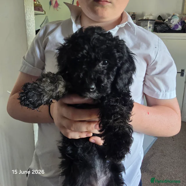 Black cockapoo for sale in Saint Leonards-on-sea | Pets4Homes