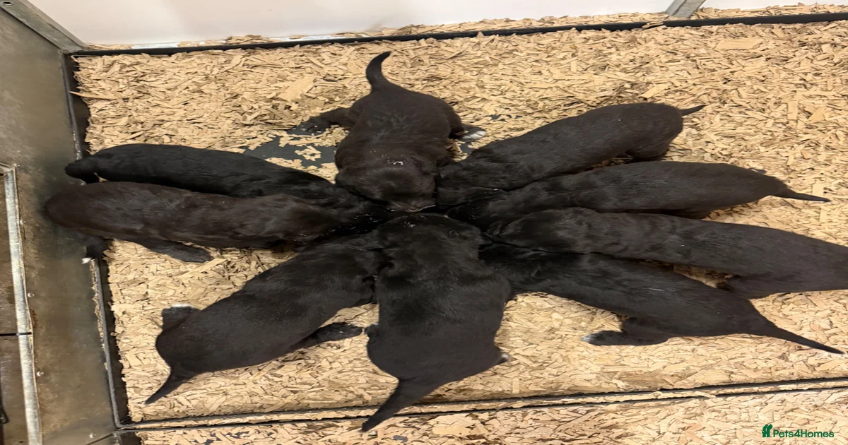 Bedlington Mixed Breed Puppies for sale | Pets4Homes