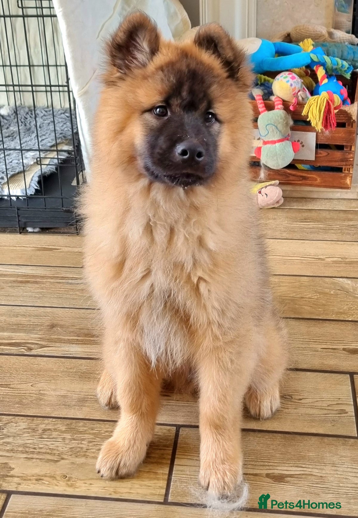 Eurasier Dogs Breed - Information, Temperament, Size & Price | Pets4Homes