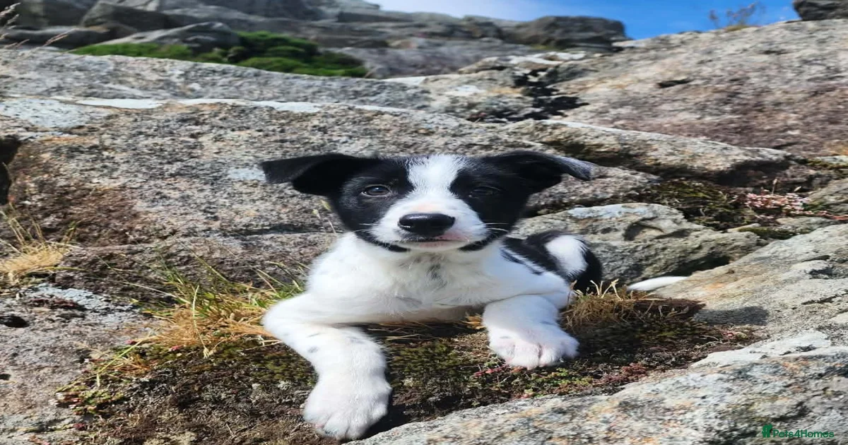 Sheepdog Puppies for sale | Pets4Homes