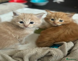 Ginger Kittens for sale | Pets4Homes